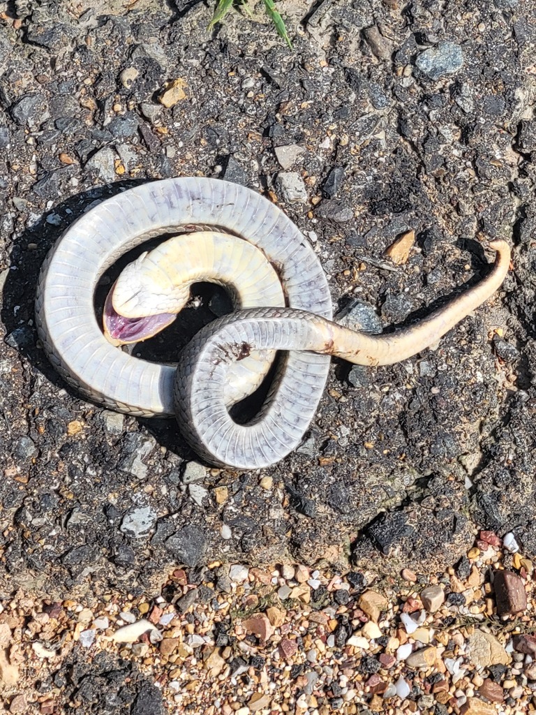 Eastern Hognose Snake from Pike County, AR, USA on May 18, 2022 at 10: ...