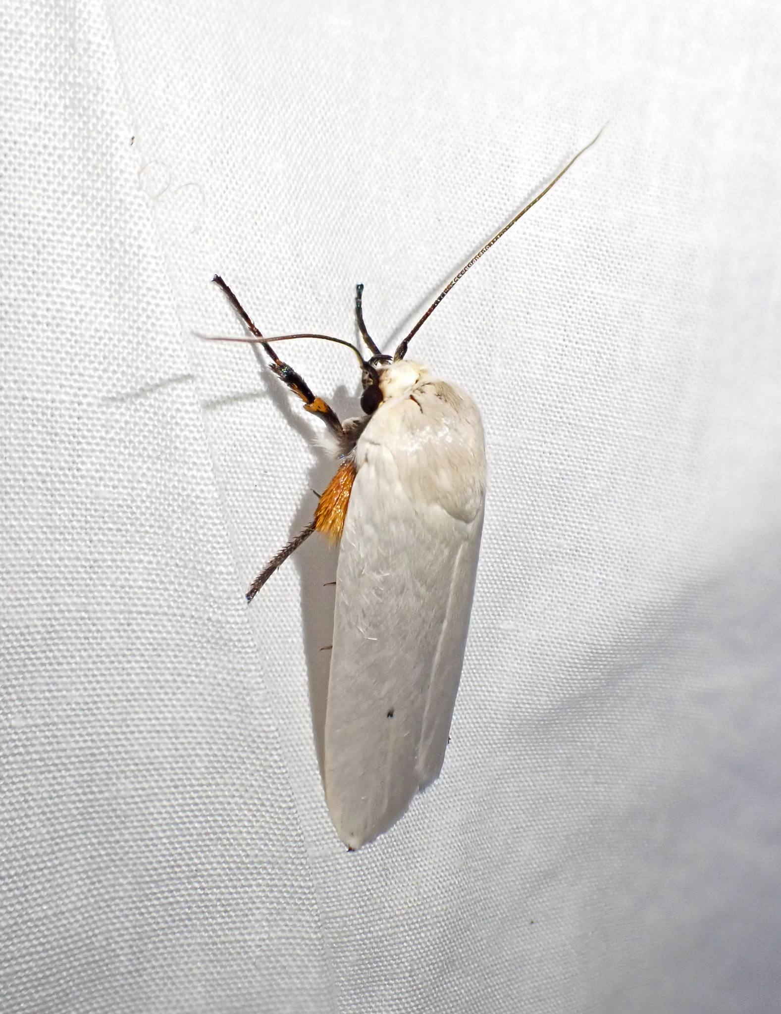 Maroga melanostigma (Wallengren, 1861)