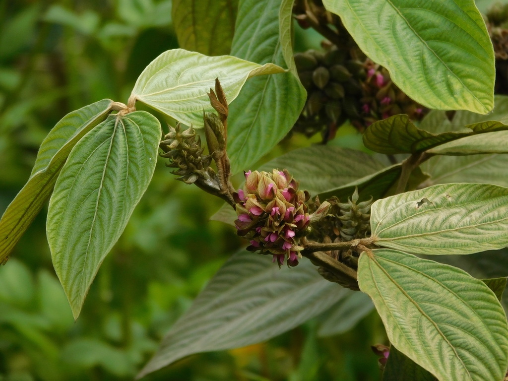 Flemingia macrophylla from Rancaekek, Bandung Regency, West Java ...