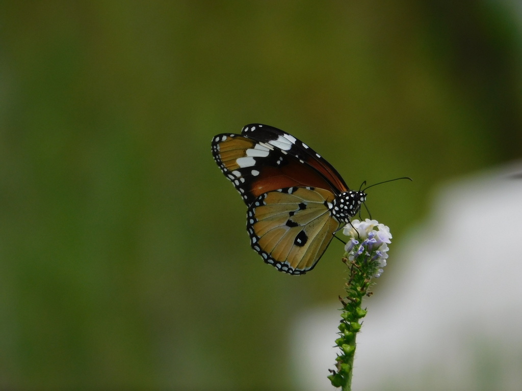 Plain Tiger Butterfly from Rancaekek, Bandung Regency, West Java ...