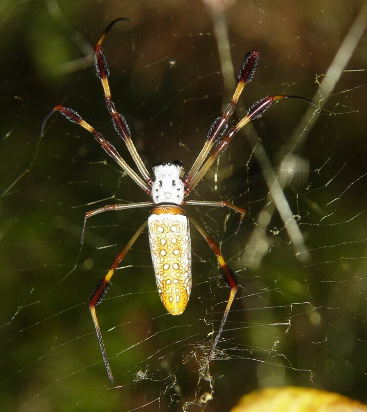 Golden Silk Spider from US Hwy 231 at Big Creek, Houston County, AL ...