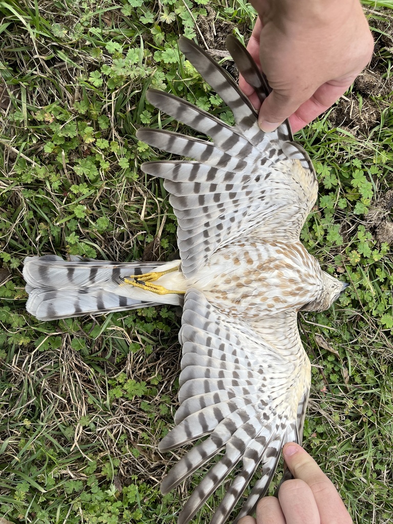 Sharp-shinned Hawk in December 2022 by rickrat72. Found deceased in the ...
