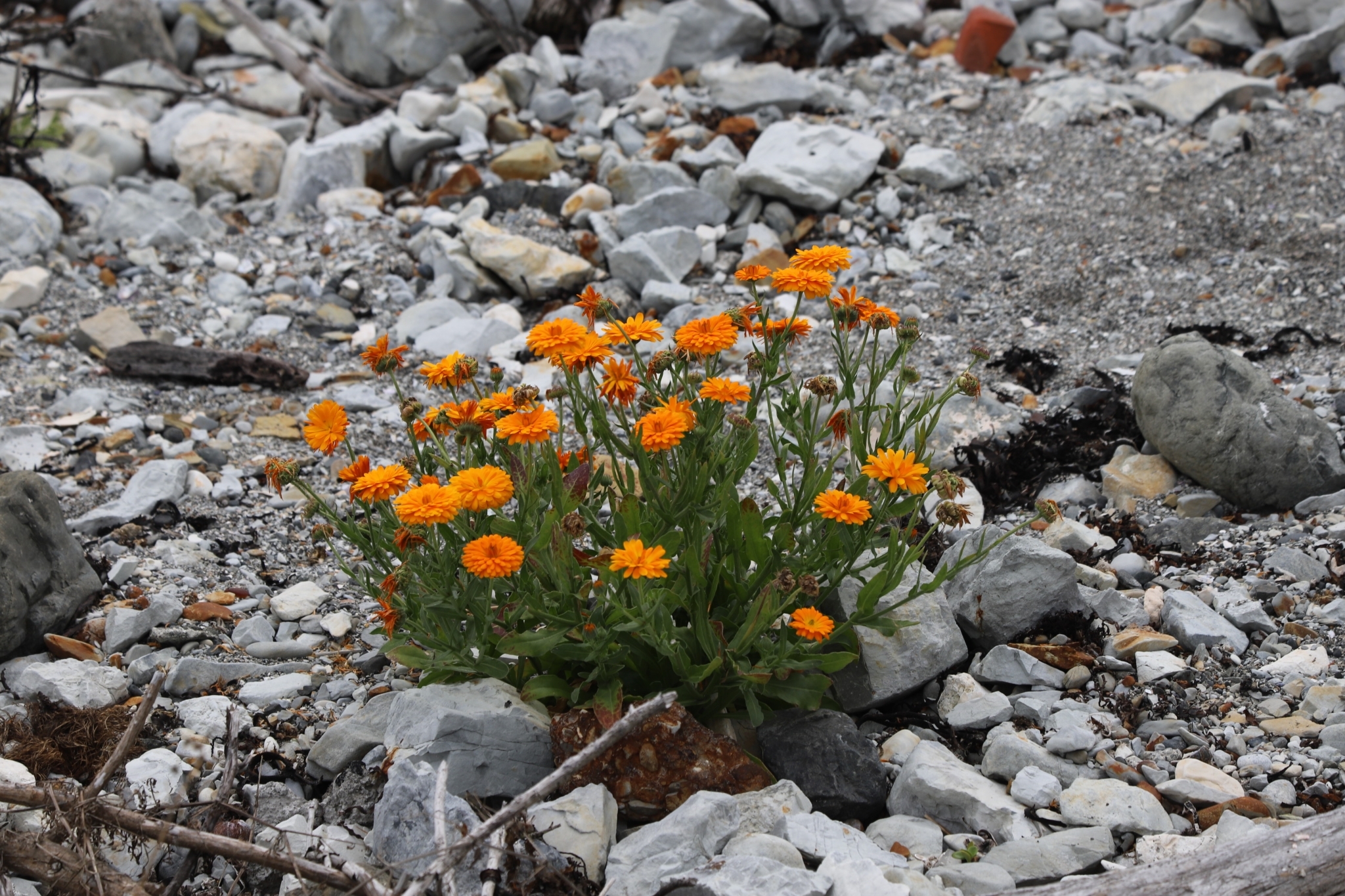 Calendula officinalis L.