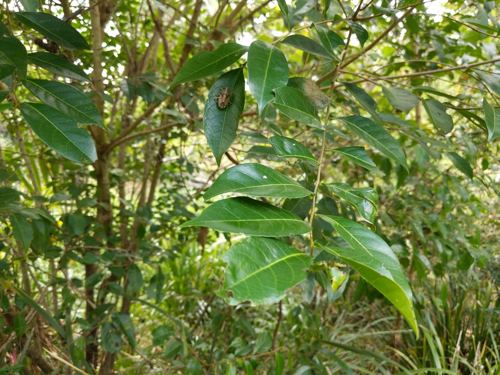 Cheese Tree from Samford Valley QLD 4520, Australia on January 24, 2023 ...