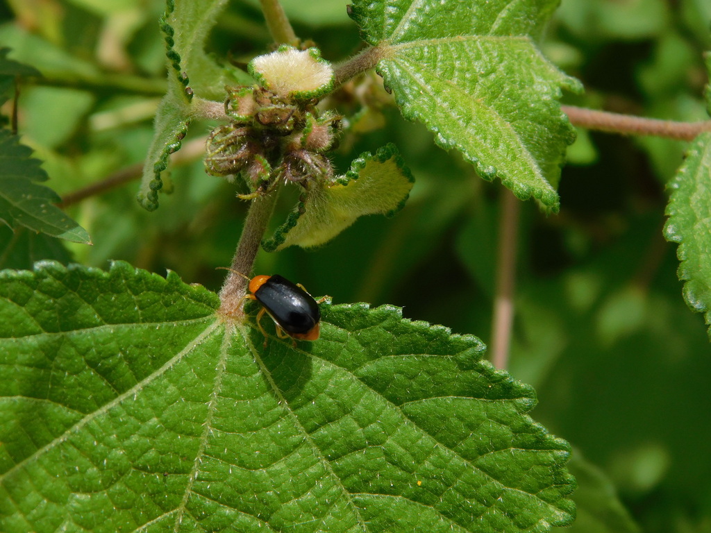 Aulacophora lewisii from Rancaekek, Bandung Regency, West Java ...