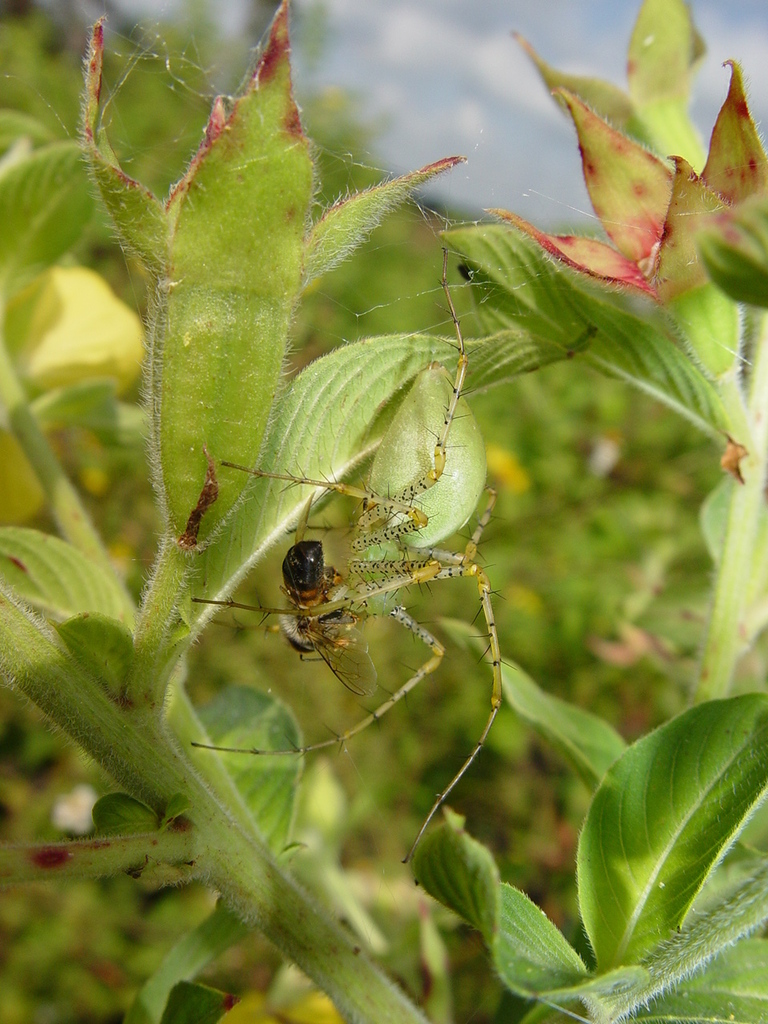 Green Lynx Spider from USGS lab, Gainesville, Alachua County, FL, USA ...