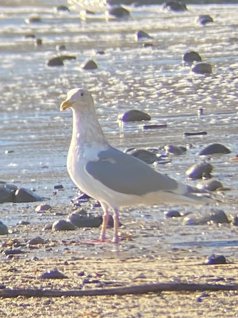 Glaucous-winged Gull from New Brighton State Beach, Capitola, CA, US on ...