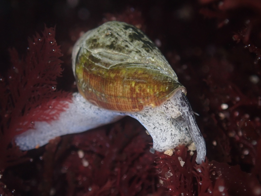 California Cone from La Jolla tidepools on January 23, 2023 at 04:53 PM ...