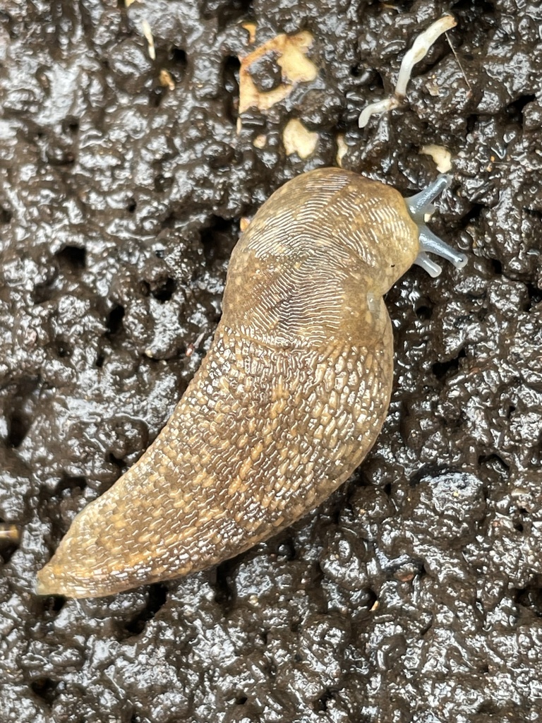 Yellow Cellar Slug from Oaklands Cr, Frankston, VIC, AU on January 24 ...