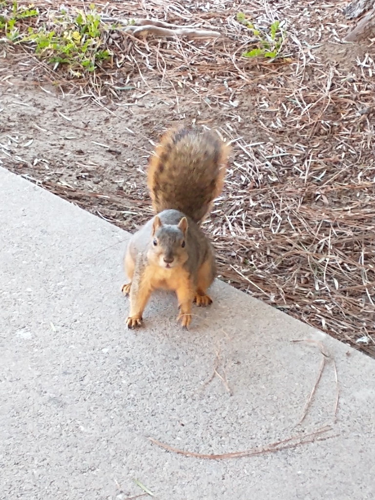 Fox Squirrel from 1570 E Colorado Blvd, Pasadena, CA 91106, USA on ...