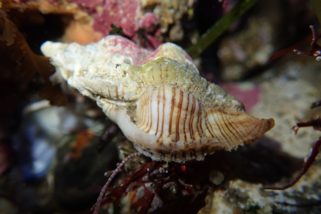 Festive Murex from Orange County, CA, USA on January 22, 2023 at 04:42 ...