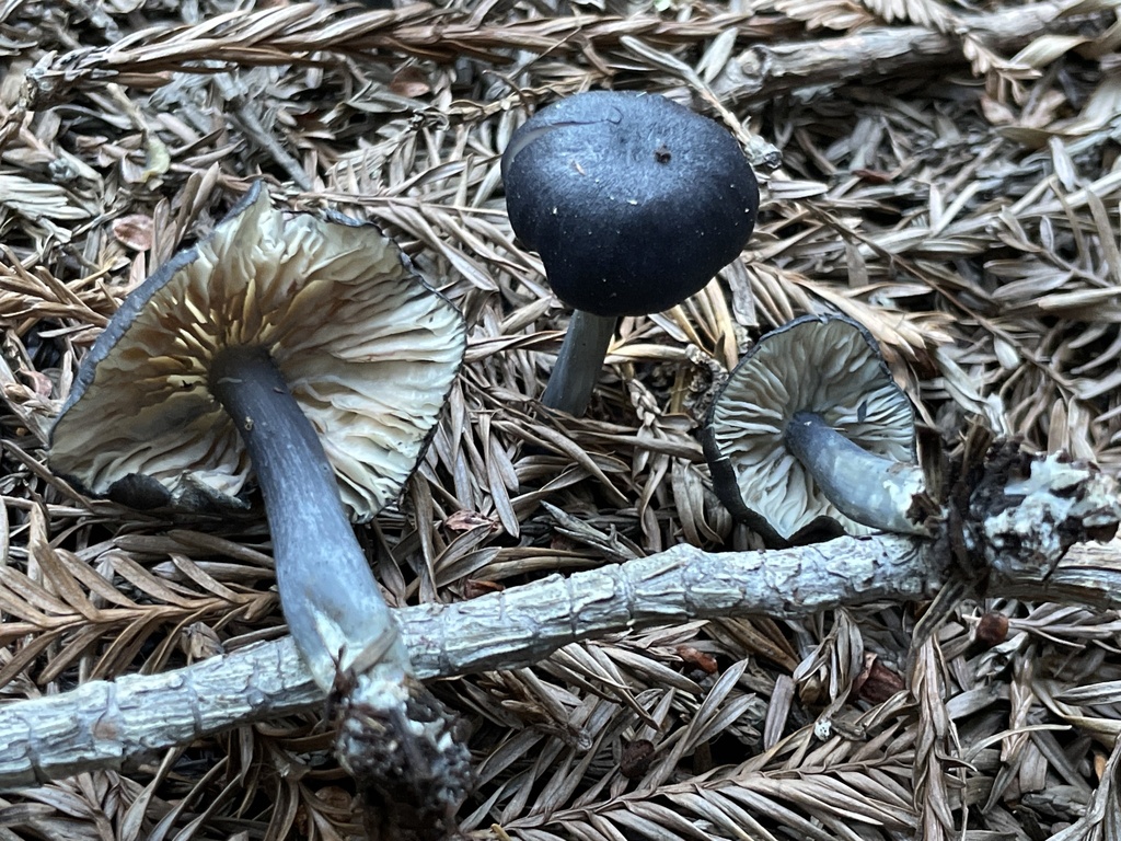 Cyanula from Coal Creek Open Space Preserve, Redwood City, CA, US on ...