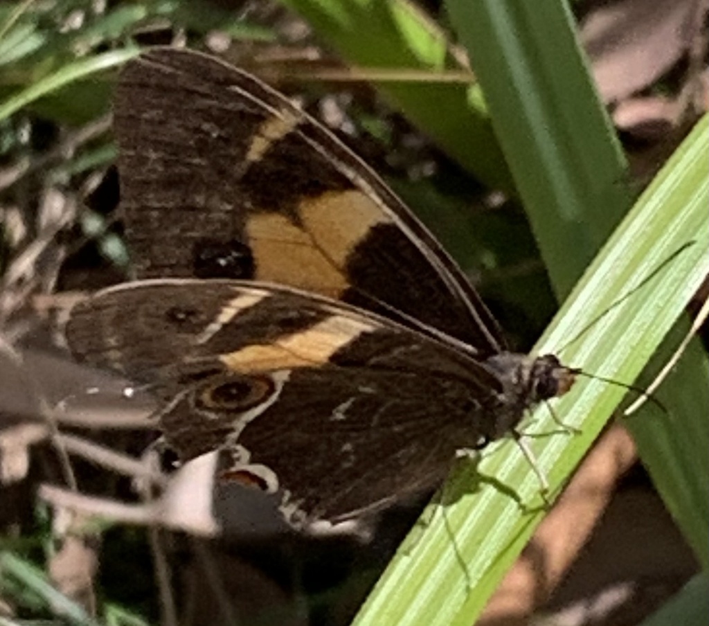 Swordgrass Brown from Wajurda Point Walking Tk, Mogareeka, NSW, AU on ...