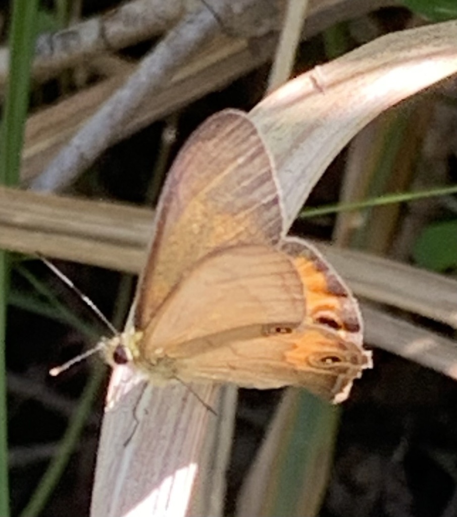 Common Brown Ringlet from Wajurda Point Walking Tk, Mogareeka, NSW, AU ...