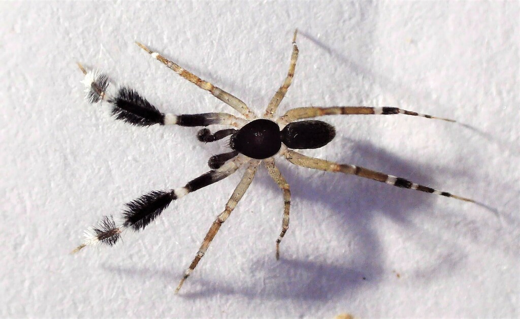 Cycloctenid Spiders from Urliup NSW 2484, Australia on January 24, 2023 ...
