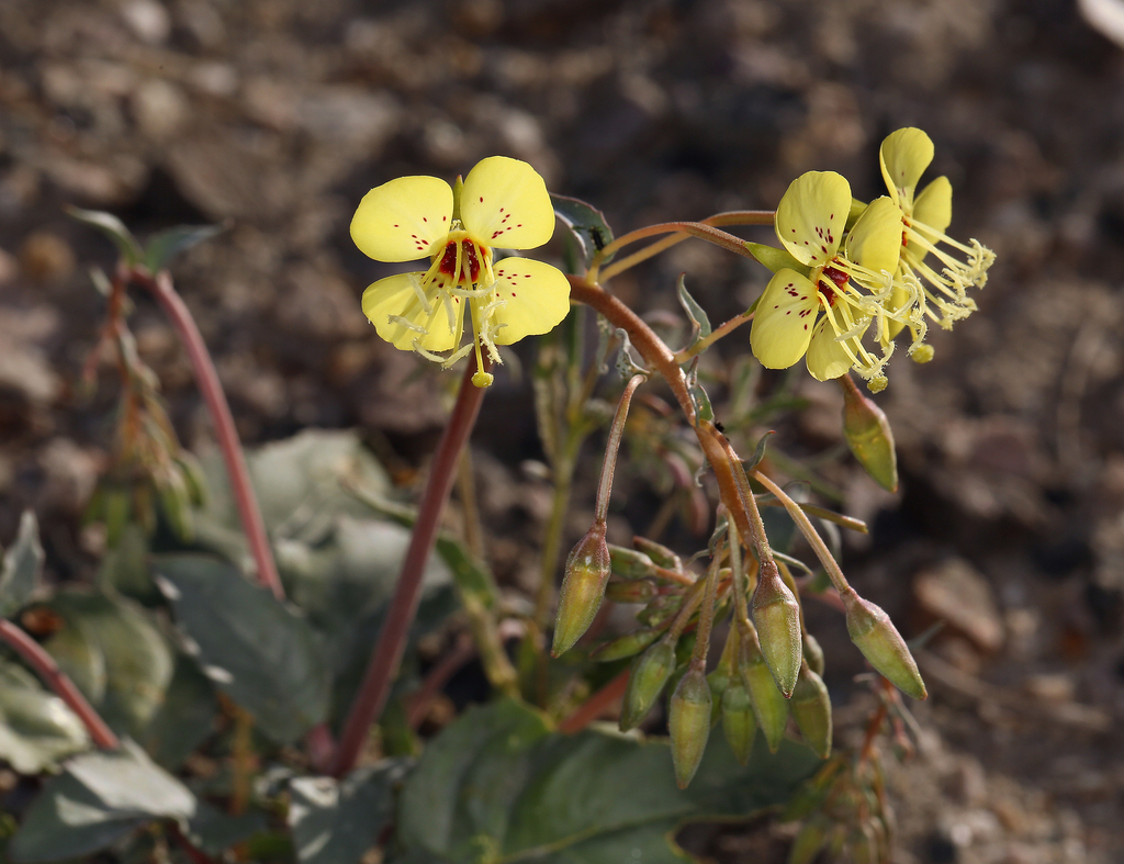 Laws suncups from Eureka Valley east, Inyo County, CA, USA on April 12 ...