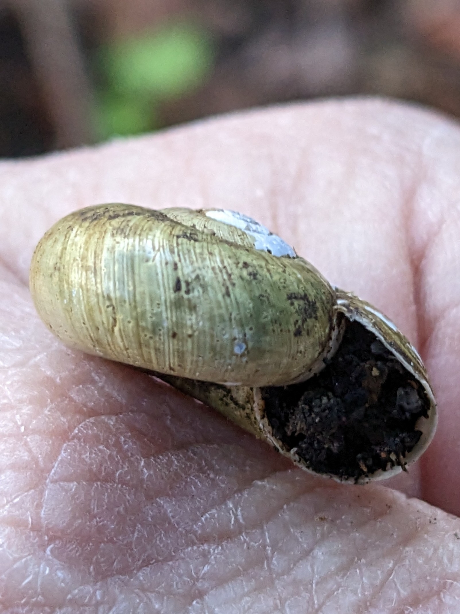 Haplotrema Ancey, 1881