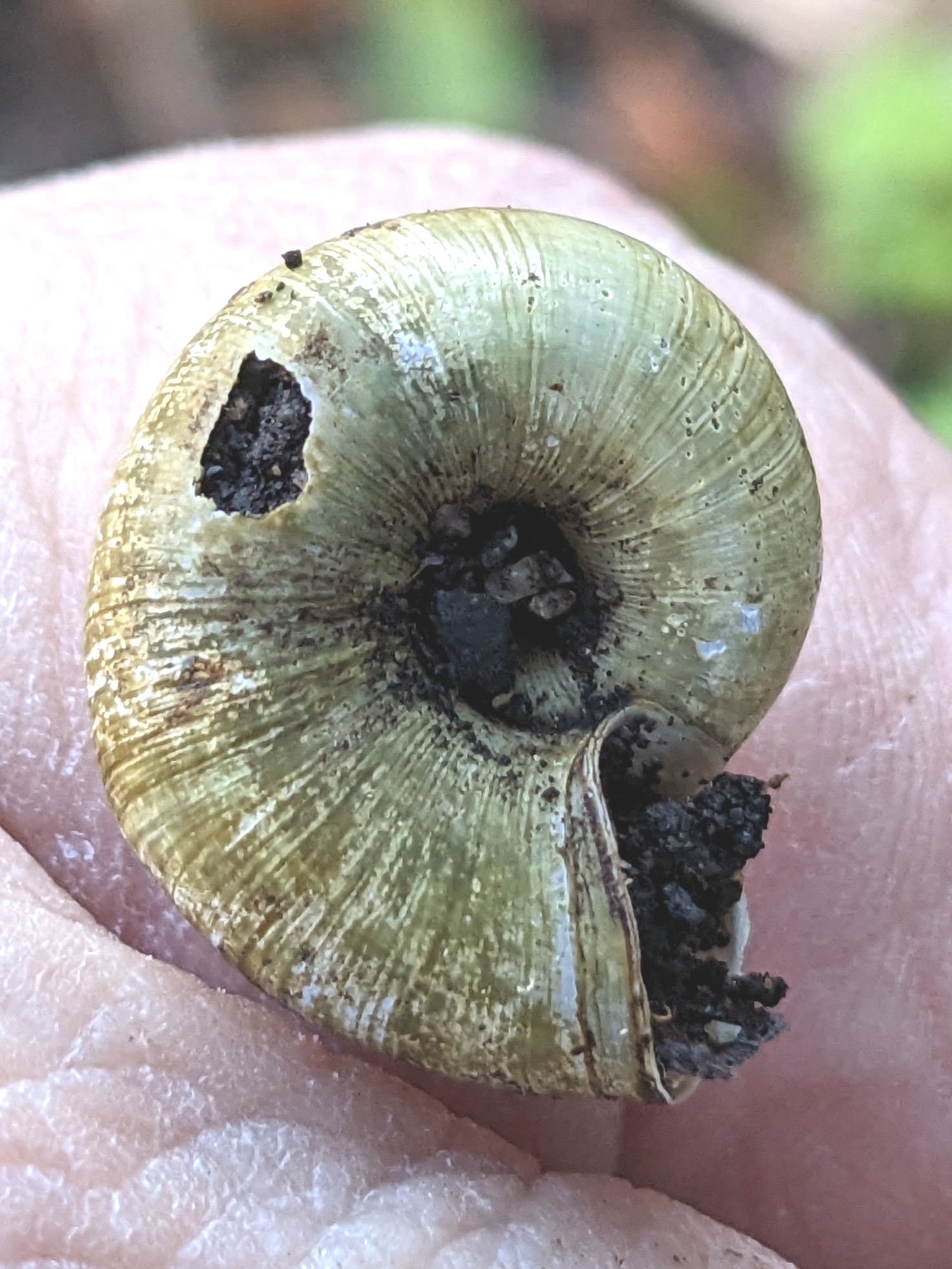 Haplotrema Ancey, 1881