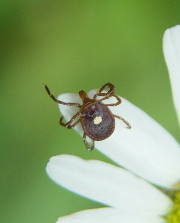 Lone Star Tick from Hughes Rd. at St. Hwy 242, Lawrence County, TN, USA ...