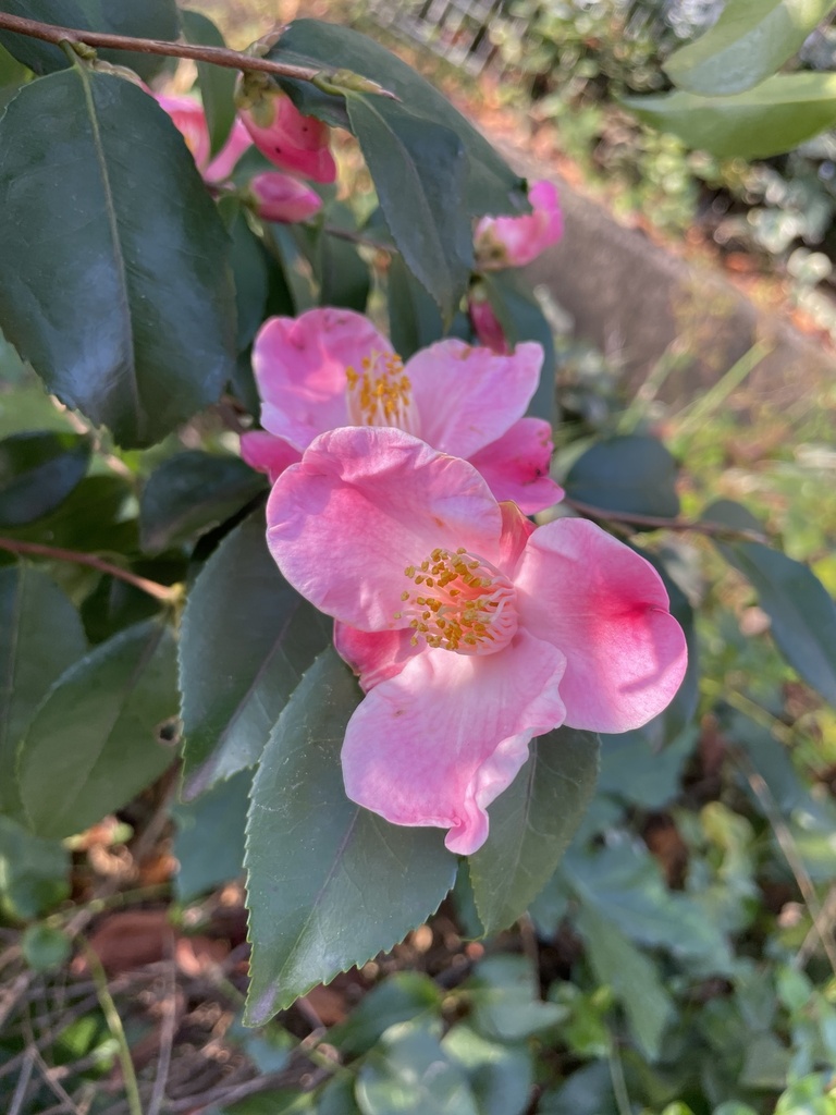 sasanqua camellia from Shibaura 3-Chōme, Minato, Tokyo, JP on January ...