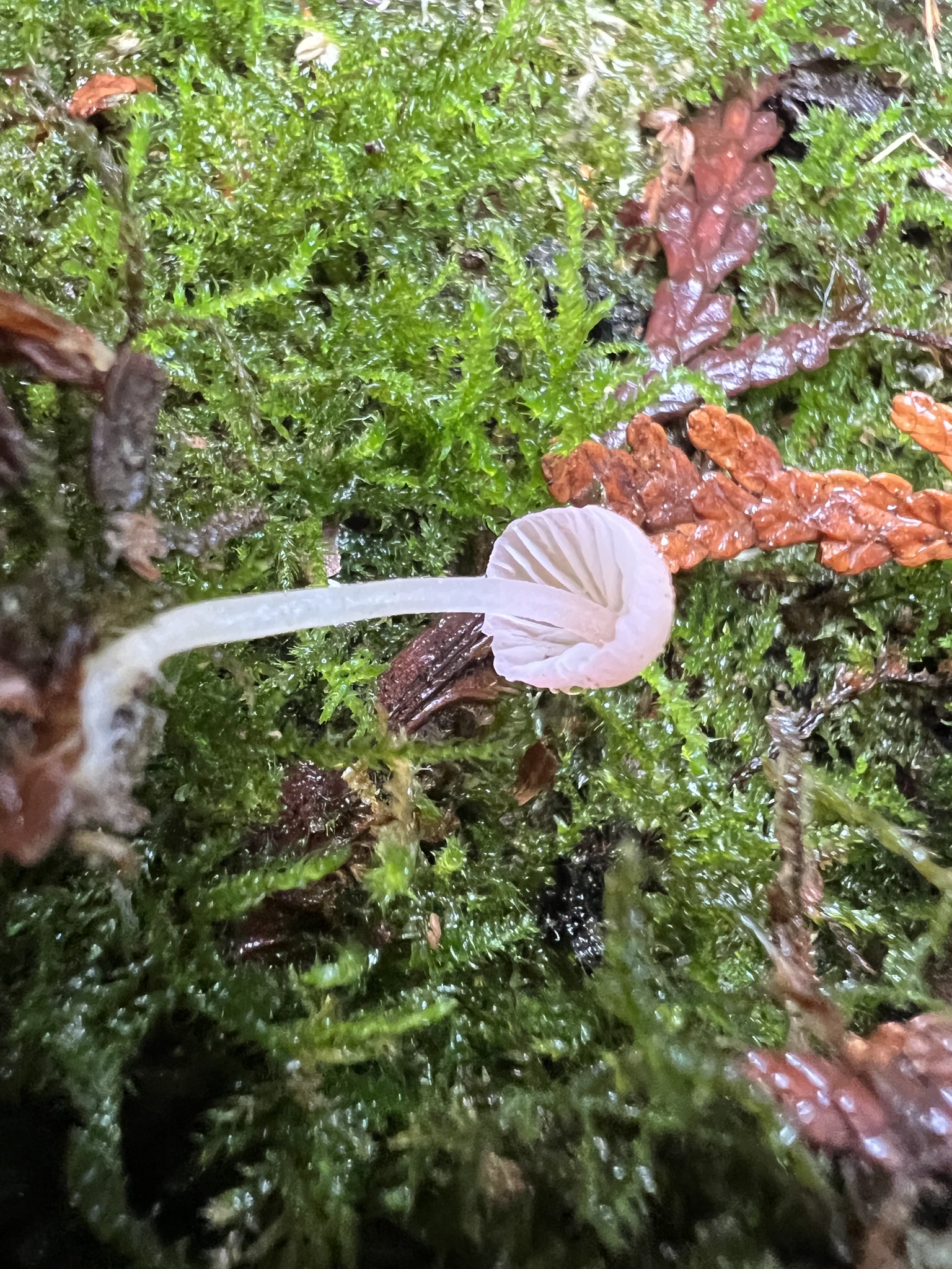 Atheniella adonis (Bull.) Redhead, Moncalvo, Vilgalys, Desjardin & B.A ...