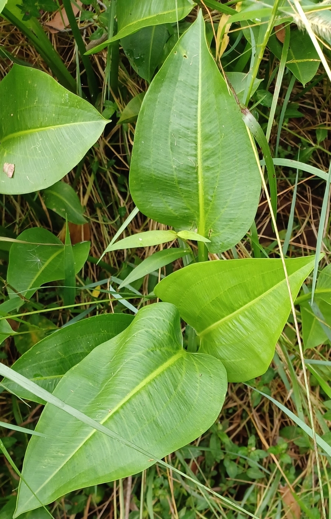 Delta Arrowhead from Morayfield, AU-QL, AU on January 24, 2023 at 09:18 ...