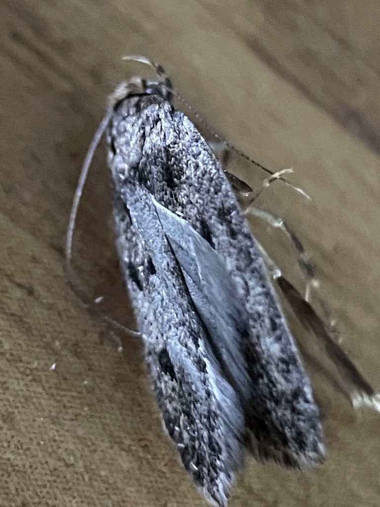 Brown House Moth from Boundary Tk E, Frankston South, VIC, AU on ...