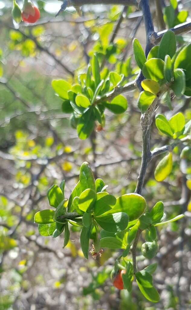 African boxthorn from Streaky Bay SA 5680, Australia on December 15 ...