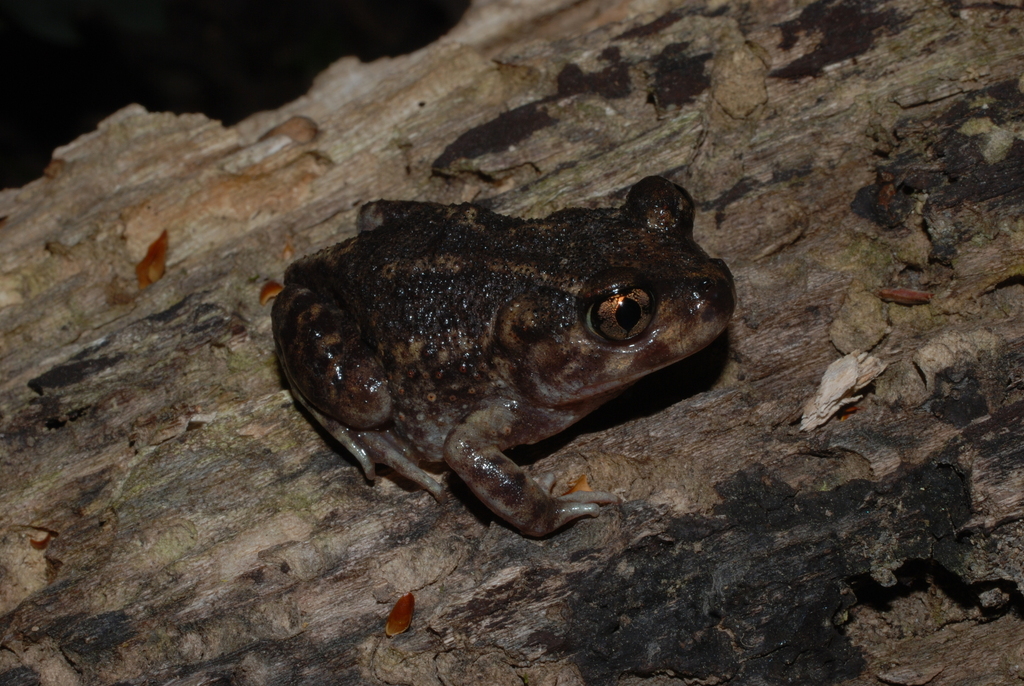 Eastern Spadefoot in March 2011 by Eric N. Rittmeyer · iNaturalist