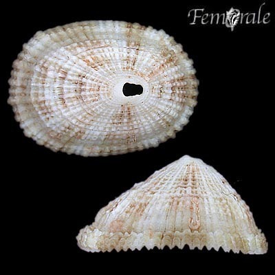 Keyhole Limpets (Intertidal Species of Cabrillo NM) · iNaturalist