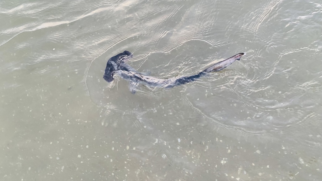 Hammerhead Sharks from Wai o Taiki Bay, Maungakiekie-Tamaki Ward ...