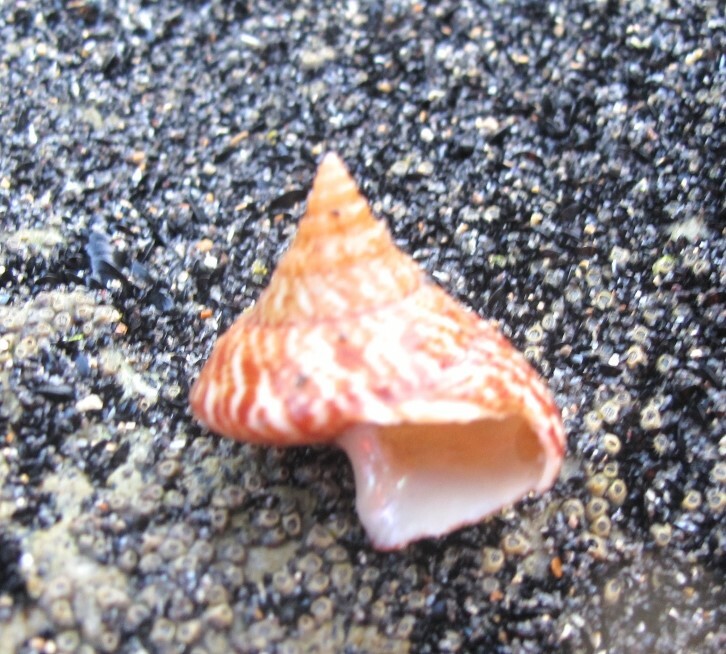 Maurea tigris (Gmelin, 1791)