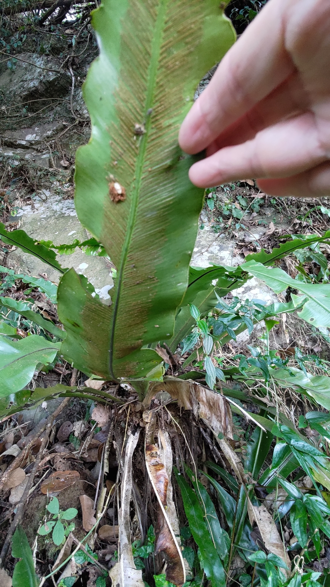 Asplenium nidus L.
