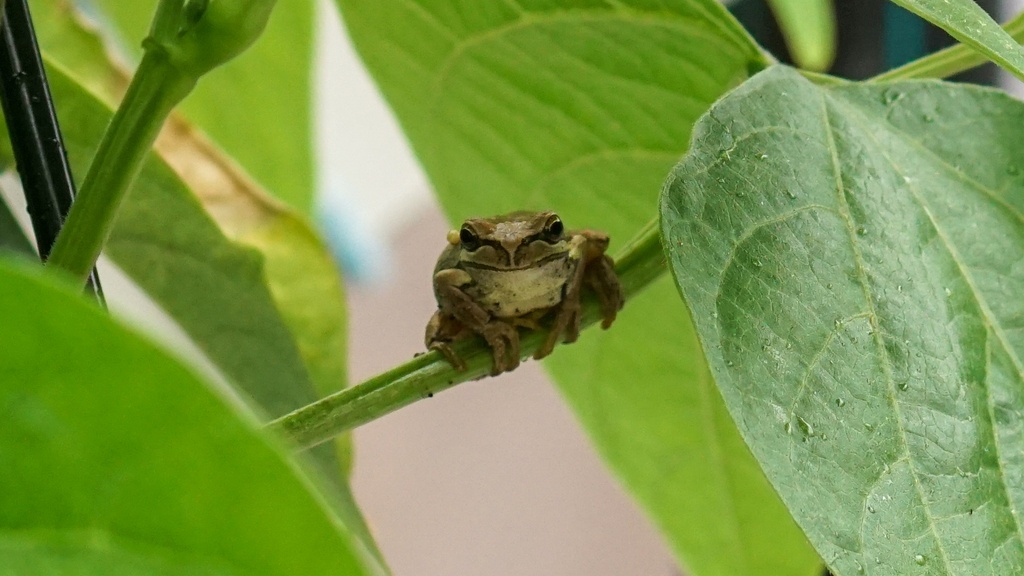 Southern Brown Tree Frog from Southport TAS 7109, Australia on January ...