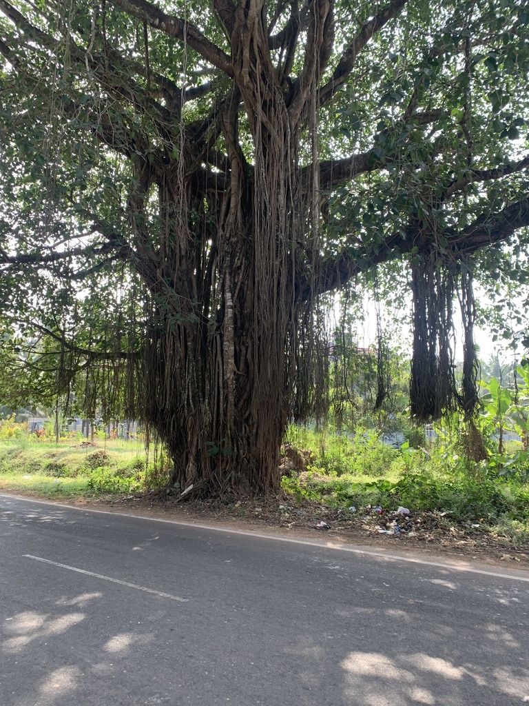 Indian banyan from Katapady Shirva Road, Udupi, KA, IN on January 23 ...