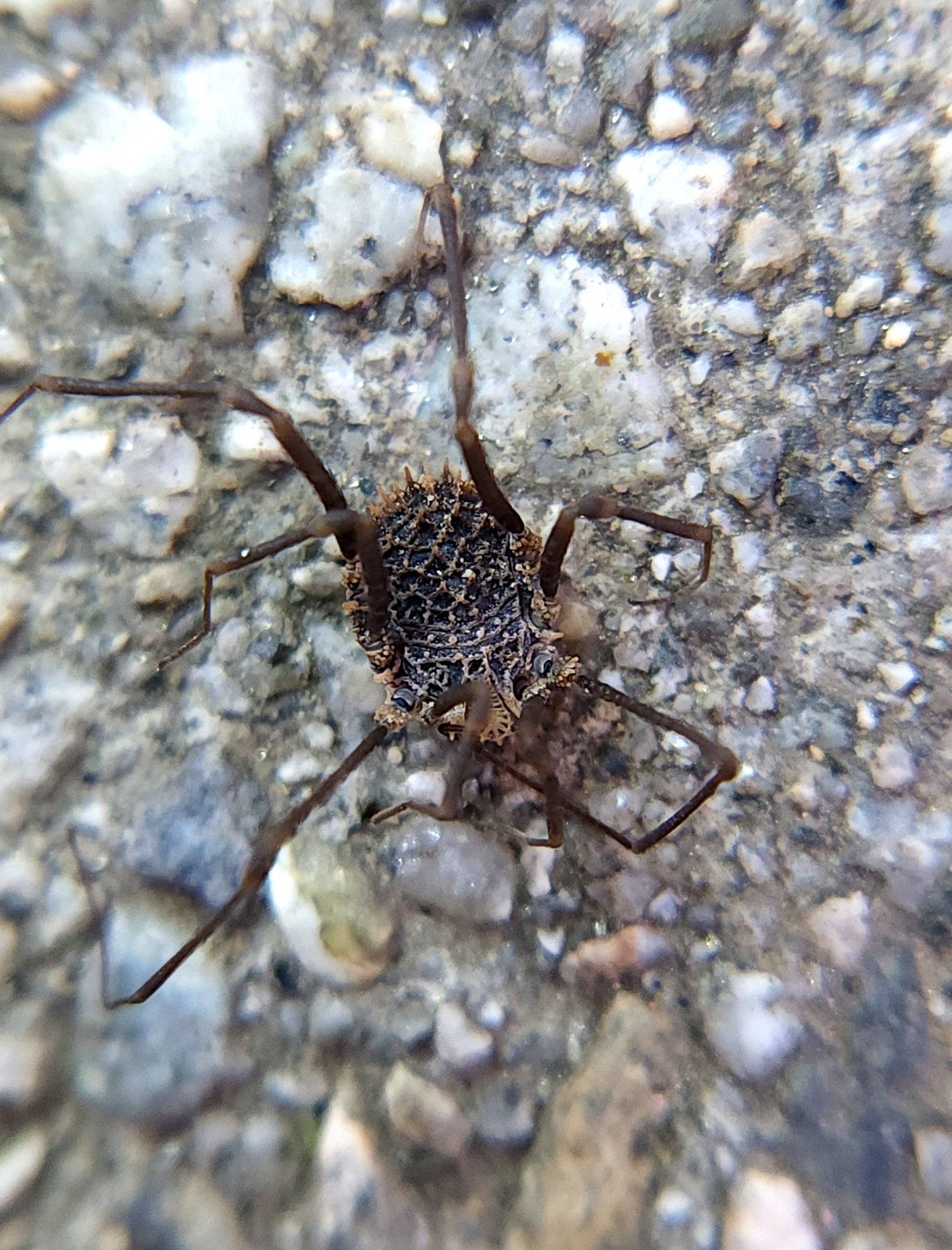 Nemastomatidae