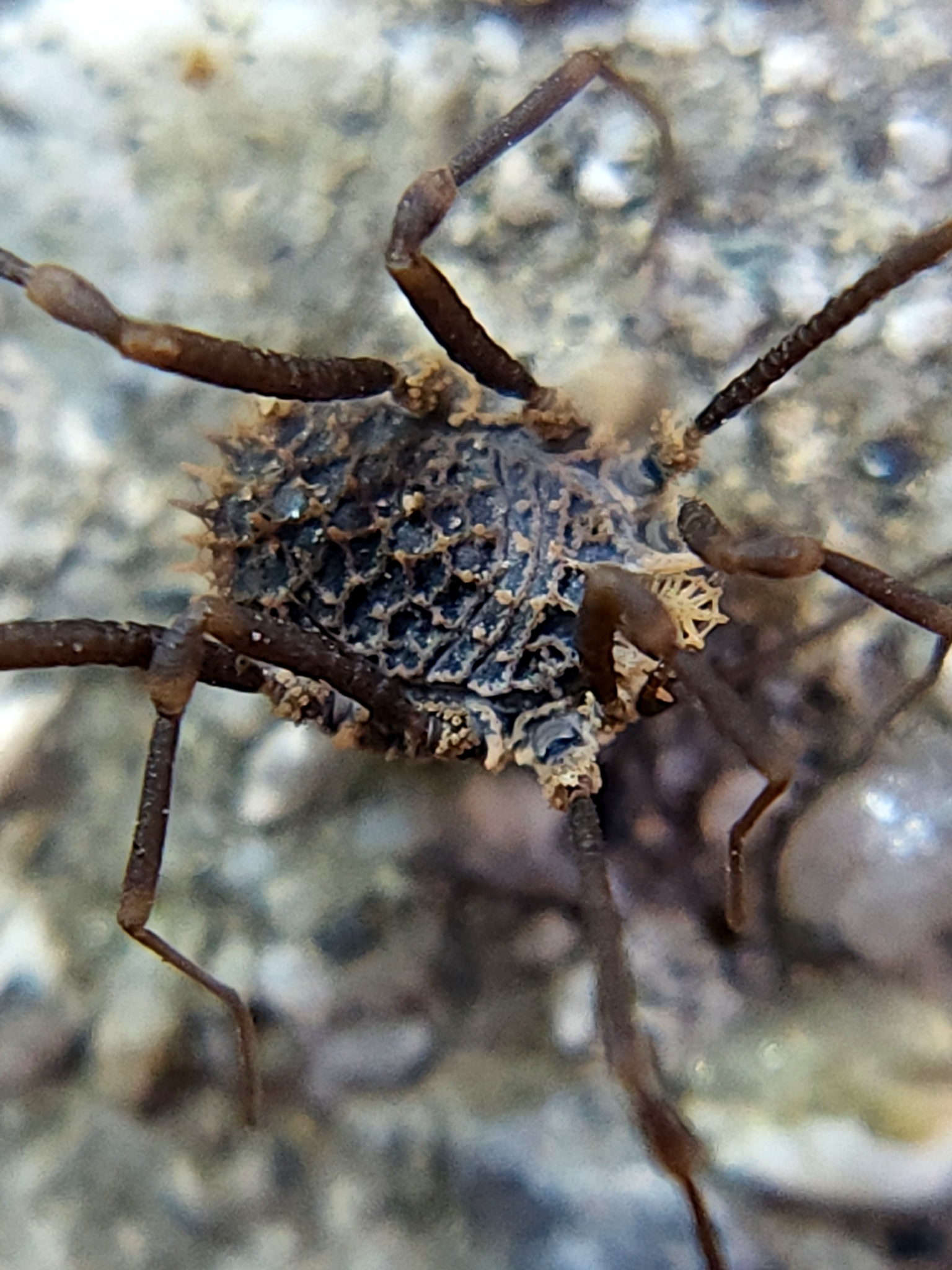 Nemastomatidae