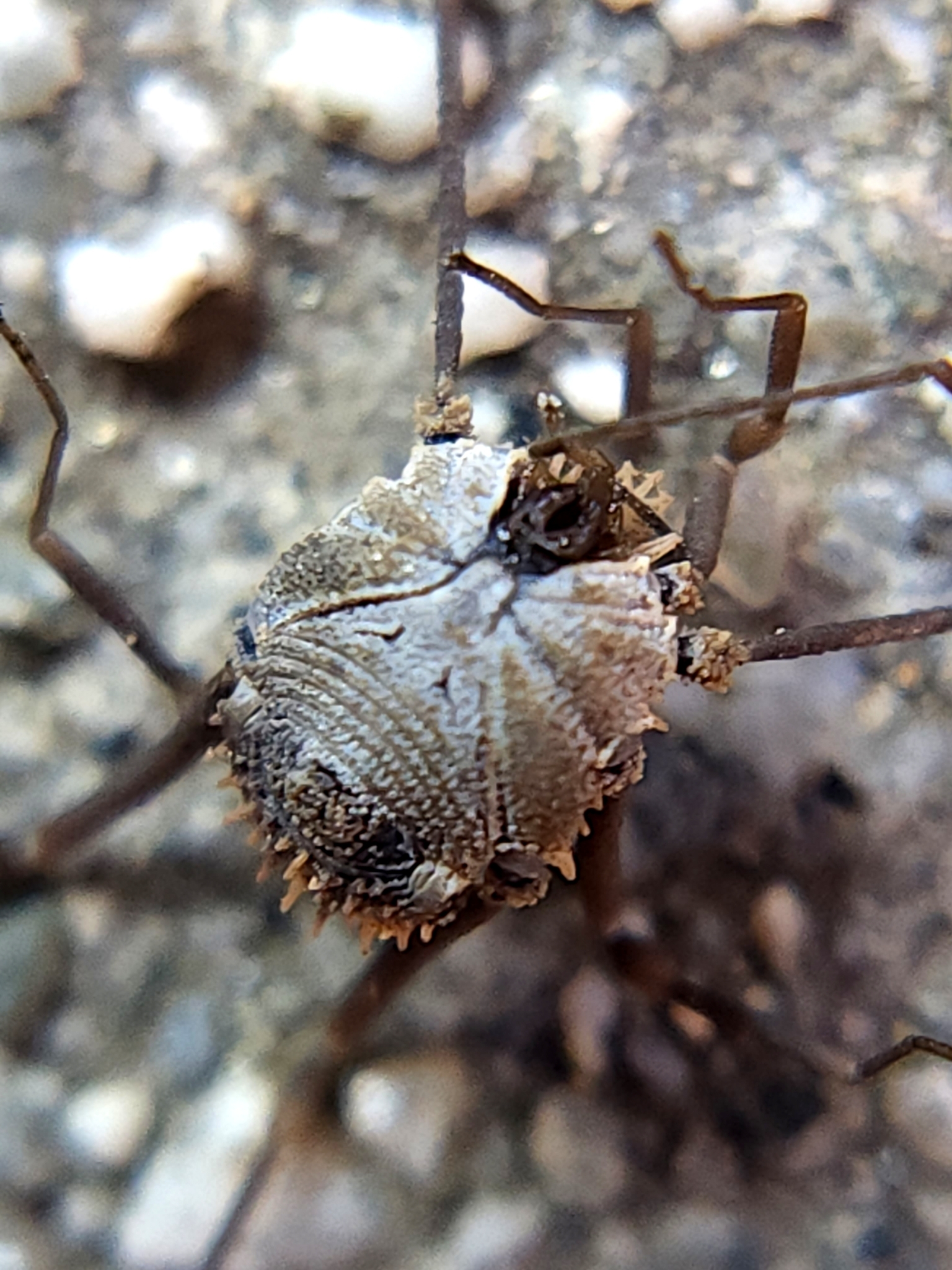 Nemastomatidae