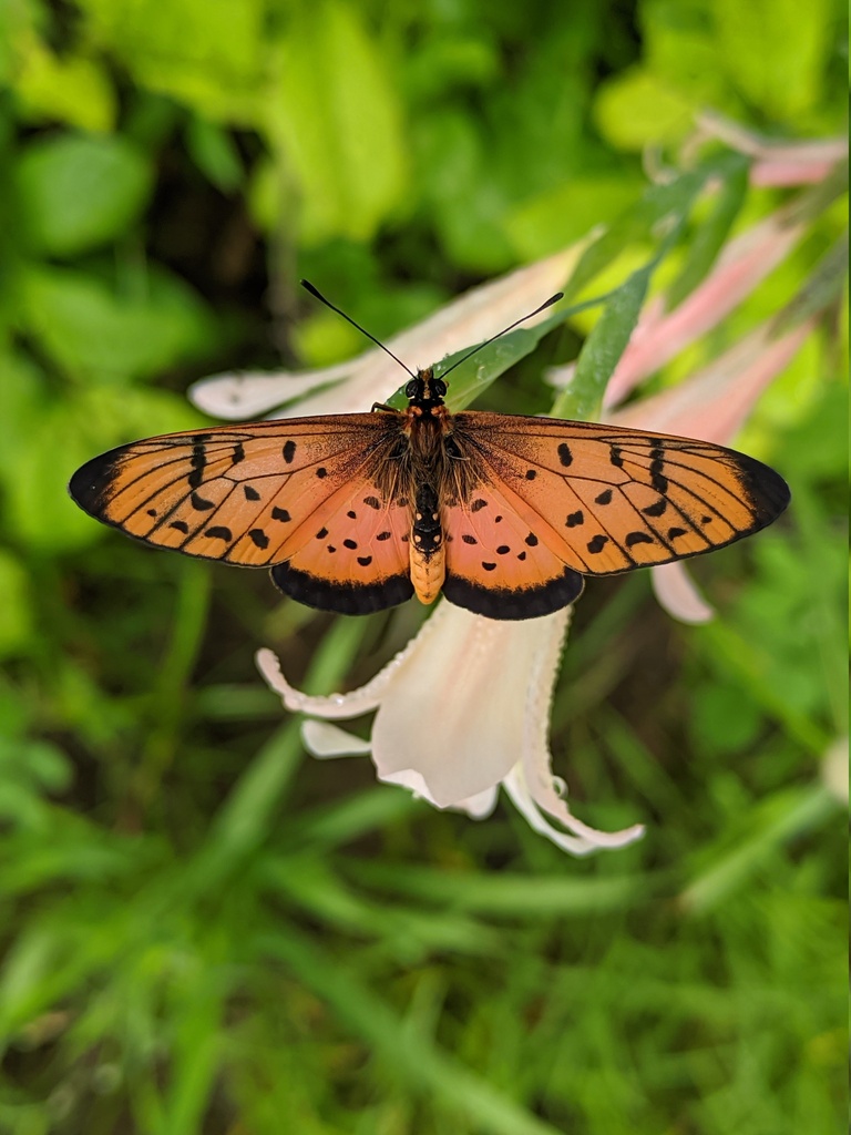 pink acraea from Iringa Rural, Tanzania on January 21, 2023 at 09:03 AM ...