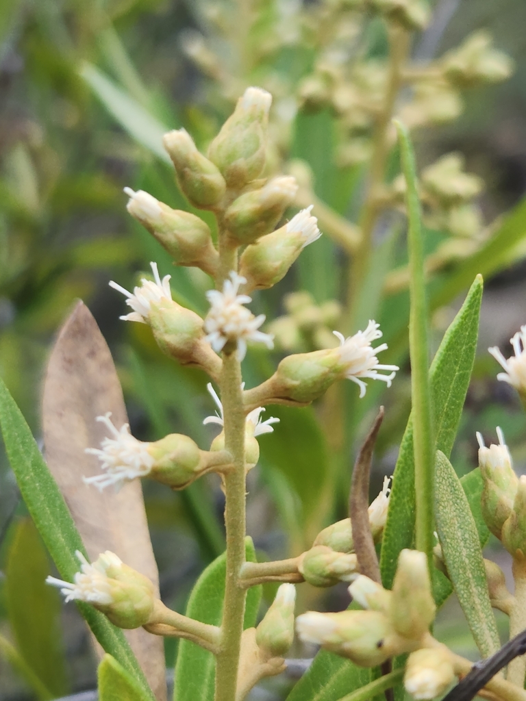 Water White-Alder (Brachylaena neriifolia) - Botanical Realm