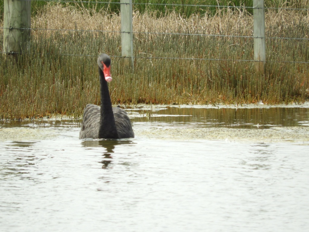 Black Swan from Pūkorokoro / Miranda, New Zealand on January 24, 2023 ...