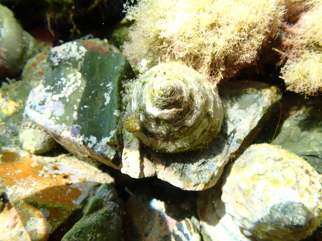 Common Tent Shell from Woolgoolga NSW 2456, Australia on January 21 ...