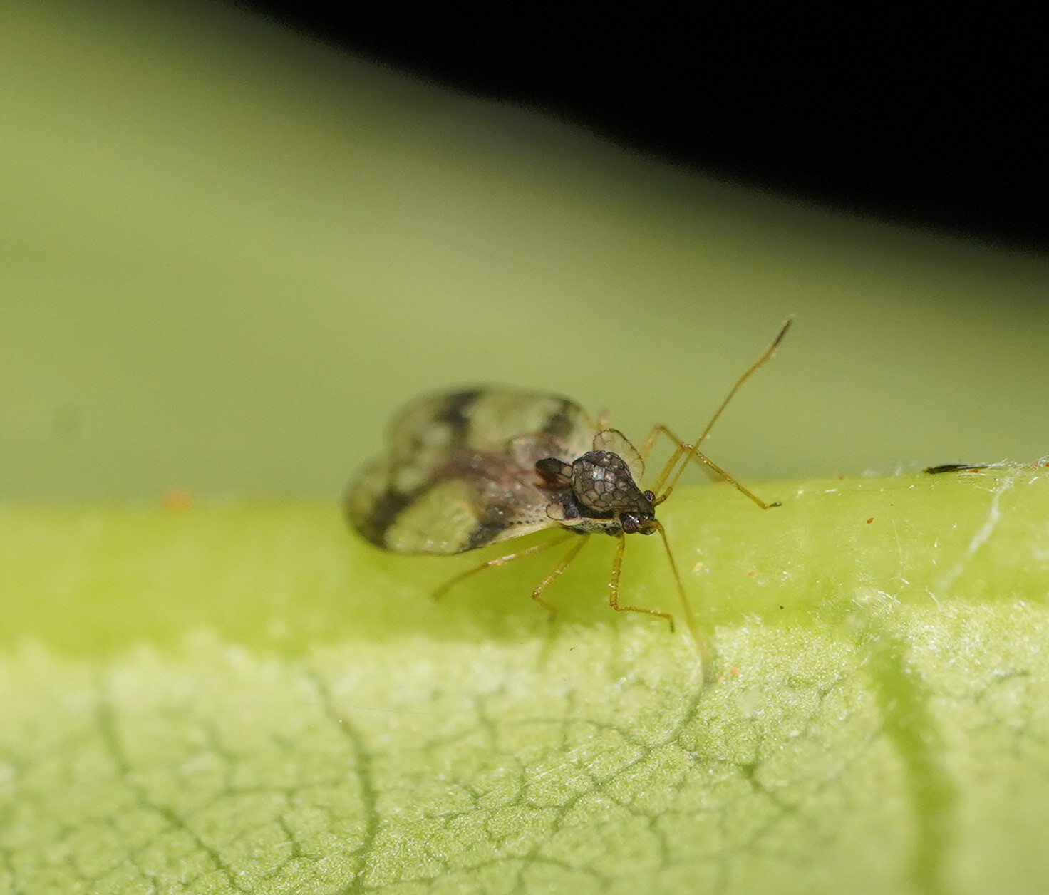 Stephanitis pyrioides (Scott, 1874)