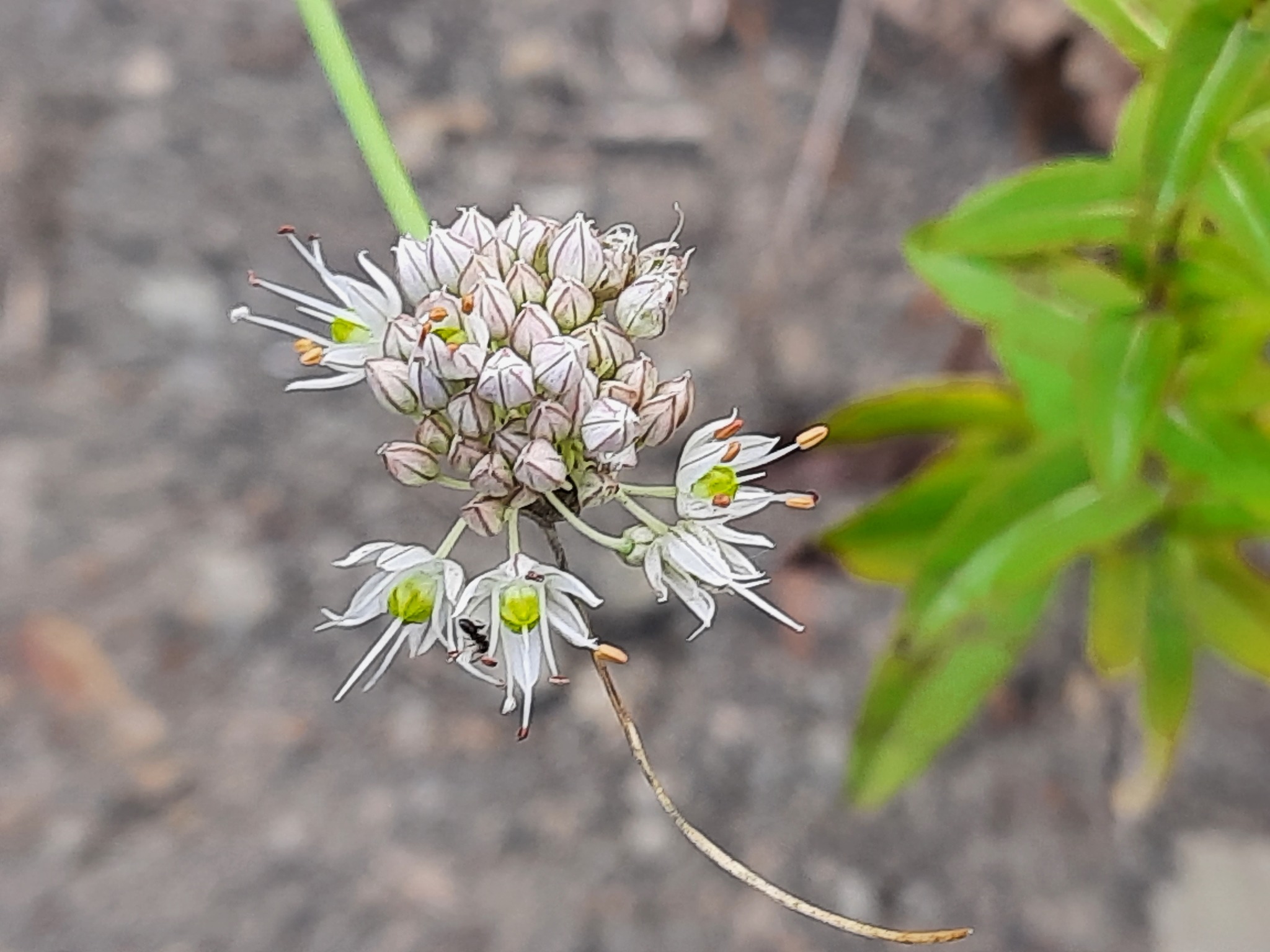 Allium saxatile M.Bieb.
