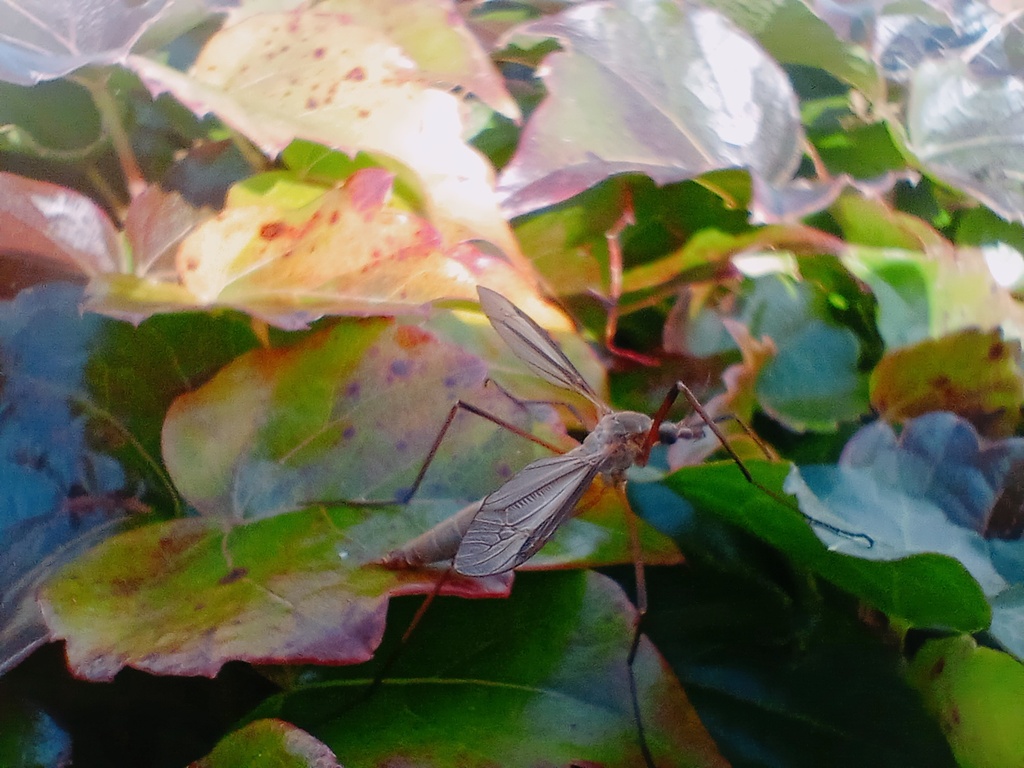 European Crane Fly from 14700 Falaise, France on October 17, 2021 at 03 ...