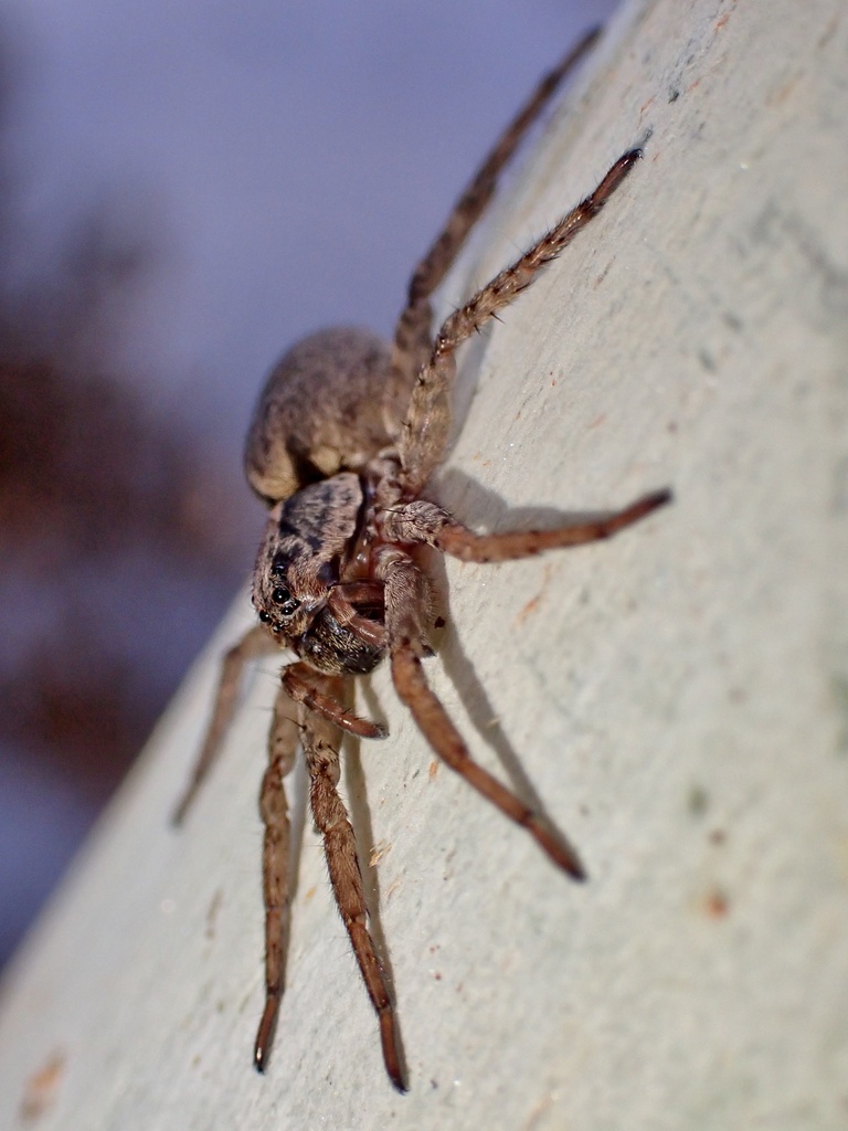 Venatrix in January 2023 by cinclosoma · iNaturalist