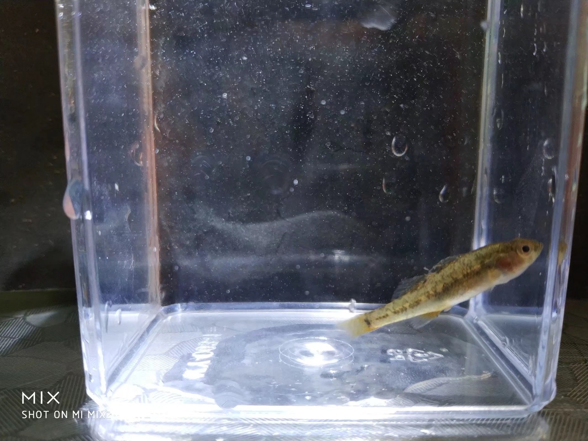 Micropercops swinhonis (Günther, 1873)