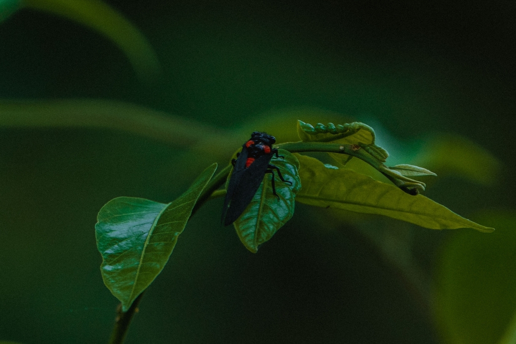 Huechys insularis from Ai Rabi-Hun Remexio, Timor-Leste on December 28 ...