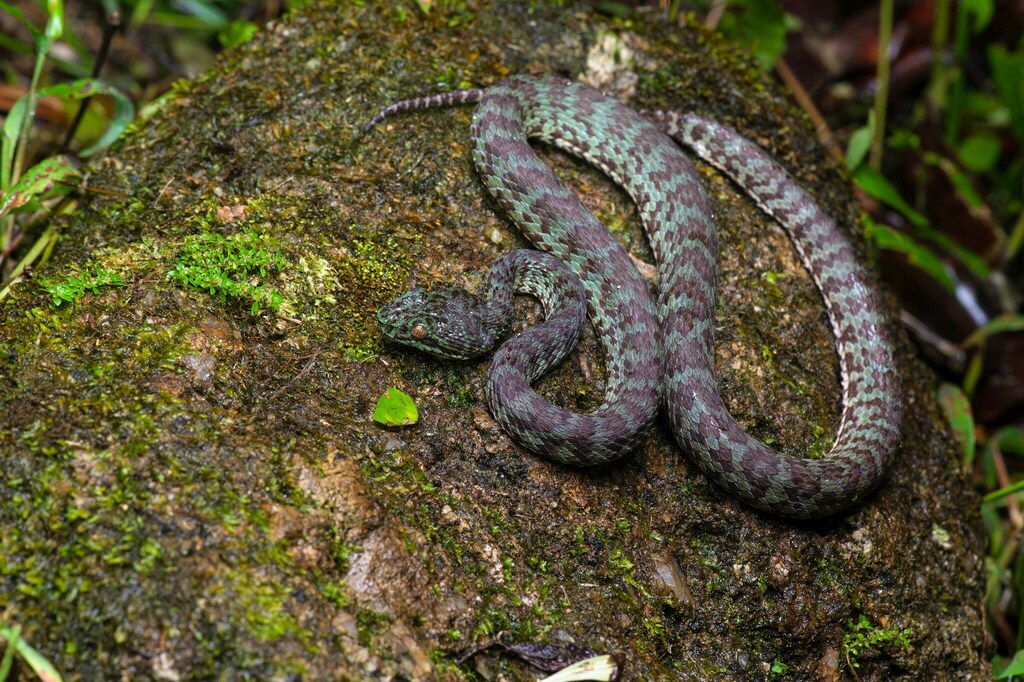 Beautiful Pitviper in December 2022 by Lennart Schmid · iNaturalist