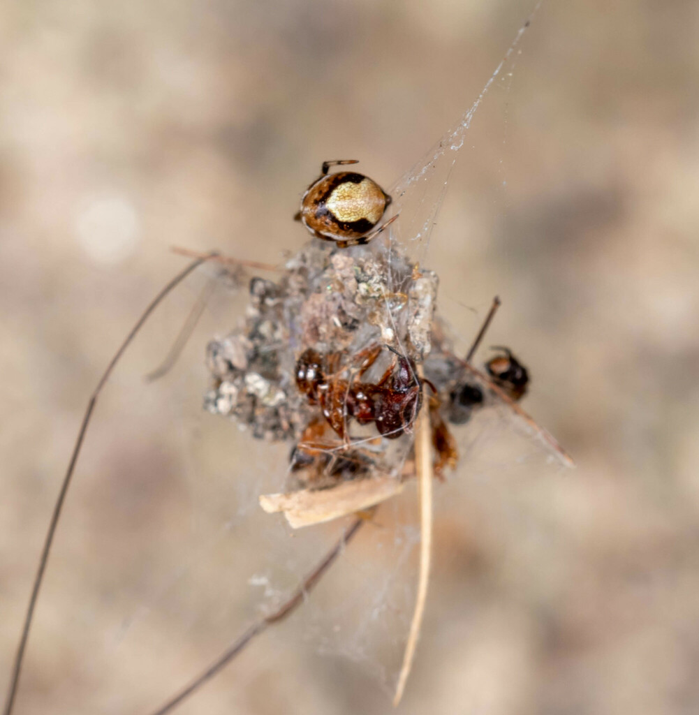 Colourful Comb-footed Spiders from Sap Tai, Phaya Yen, Pak Chong ...
